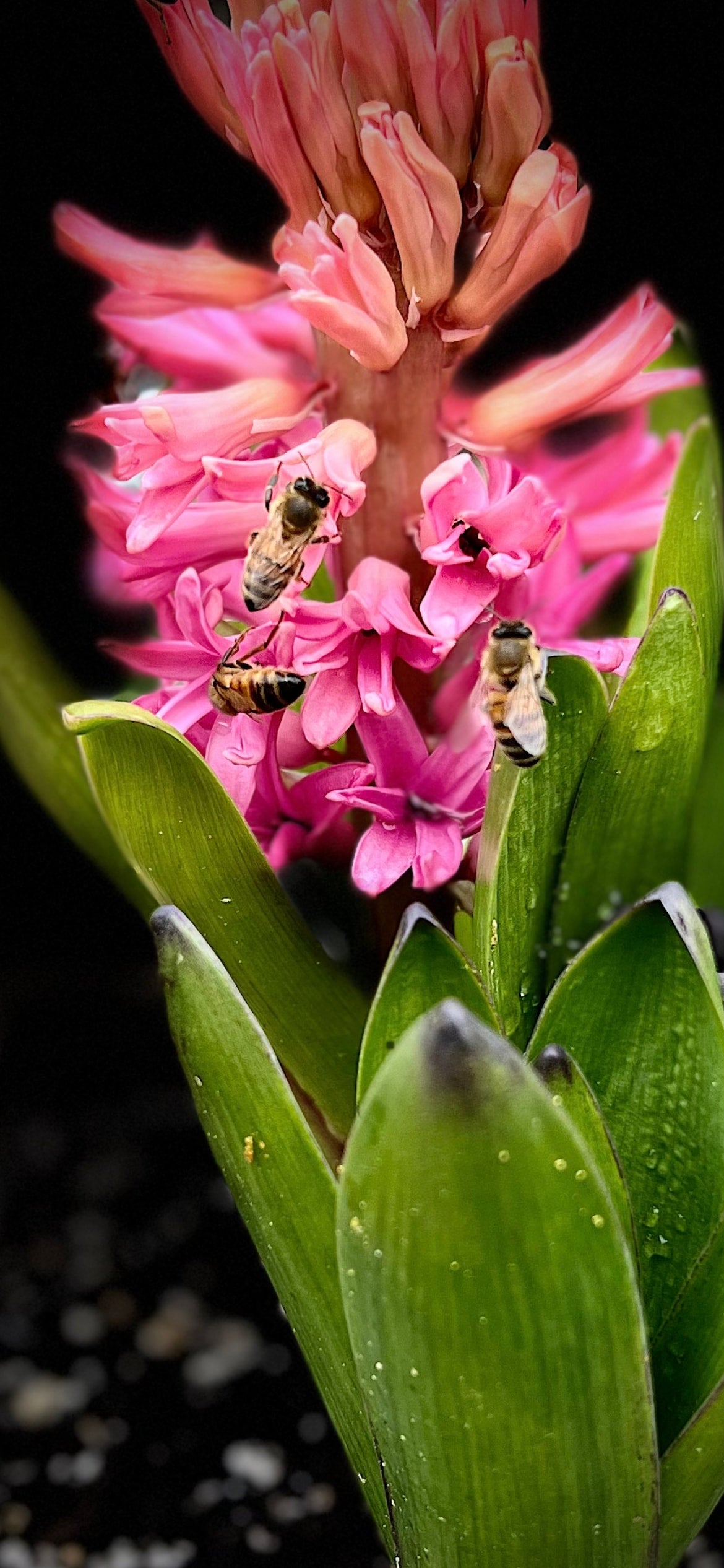 Adopt a Bee Program | Pollen Nation Farm